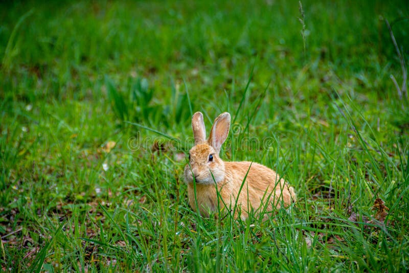 Wild Rabbit in Rupit Village in Catalonia, Spain. Stock Photo - Image ...
