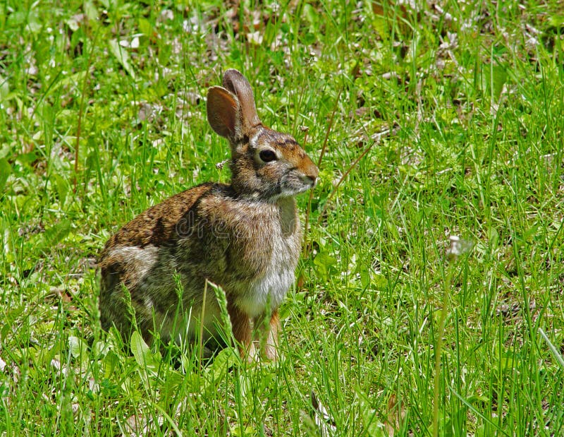 Bunny Rabbit Closeup stock photo. Image of portrait, cuddly - 28020856
