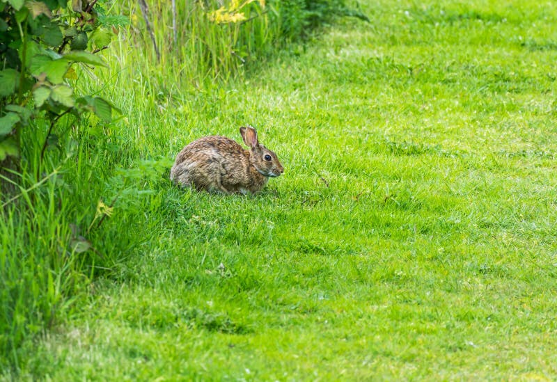 Rabbit in the Grass 2 stock image. Image of rabbit, wildlife - 247986059