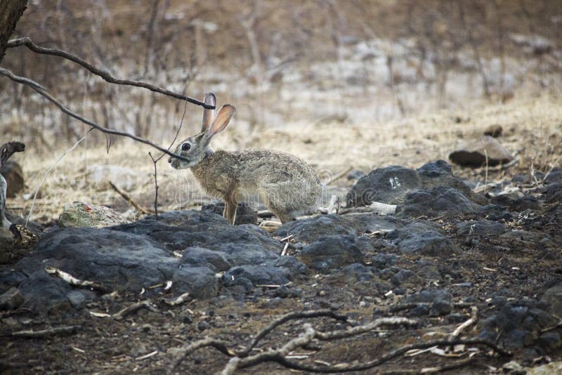 Wild Rabbit Sitting in Dry Forest in India Stock Image - Image of furry ...