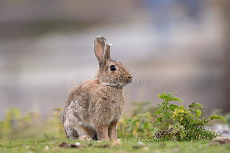 Rabbit Sitting in the Grass Outdoors Stock Image - Image of meadow ...