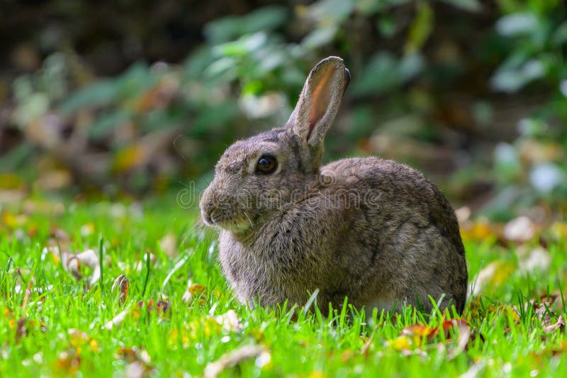 Wild Rabbit Sitting in a Meadow Stock Image - Image of pretty, hair ...