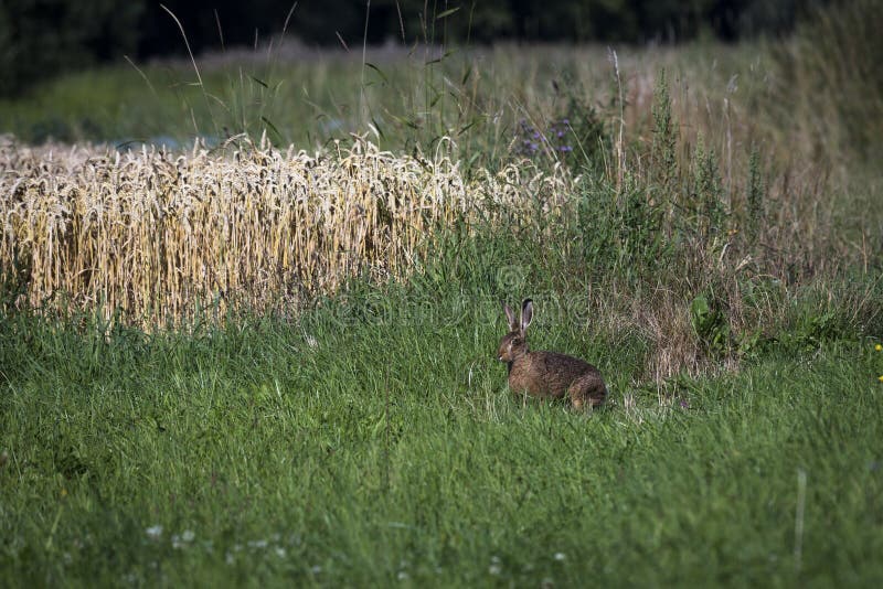 Wild rabbit stock photo. Image of natural, portrait, shilouette - 40729100