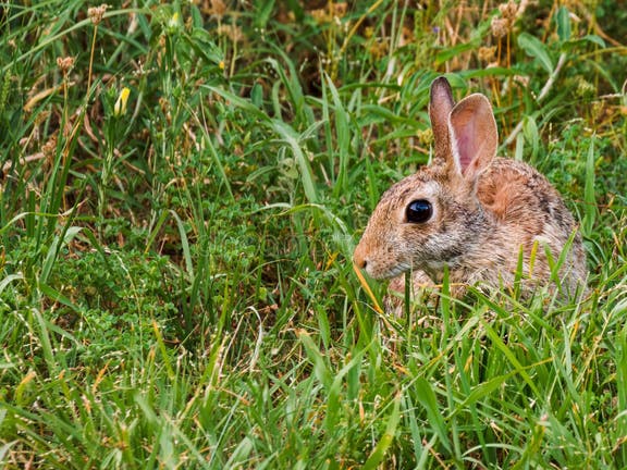 Wild Rabbit Sitting in a Patch of Green Grass Stock Image - Image of ...