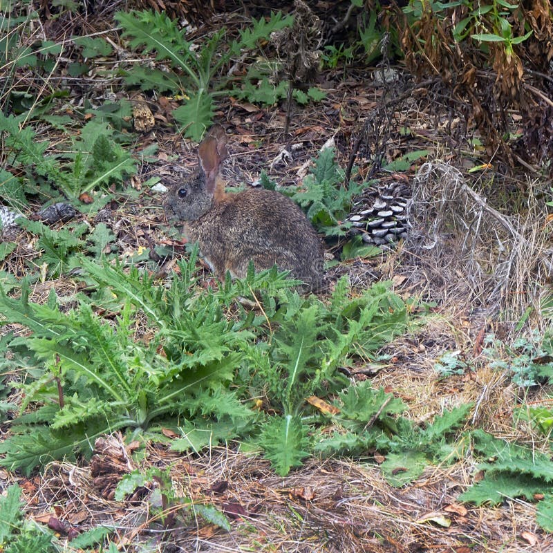 Wild Rabbit in Spring Grass Stock Image - Image of season, rabbit ...