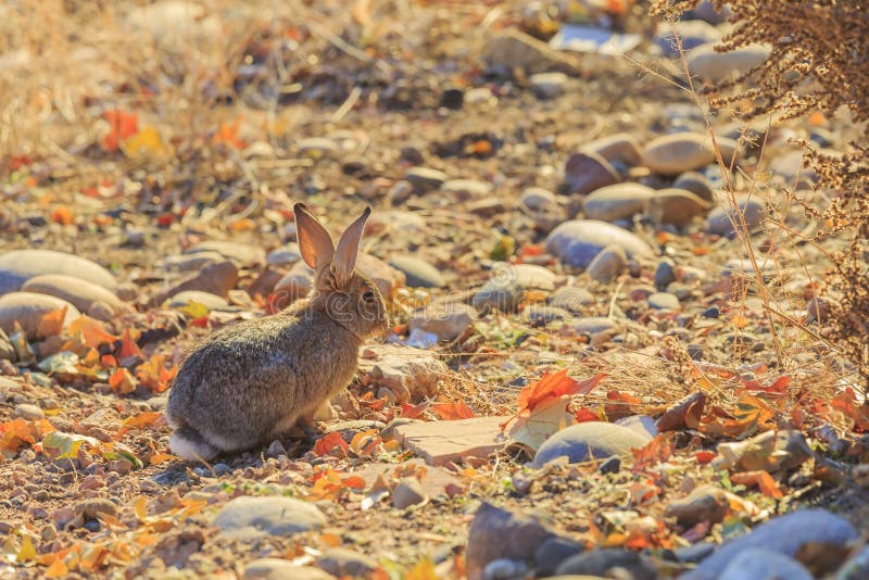 Wild Rabbit Taken in Page, Arizona Stock Image - Image of adventure ...