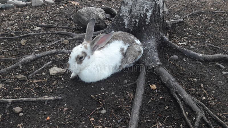 Wild rabbit under a tree stock image. Image of wildlife - 232262297