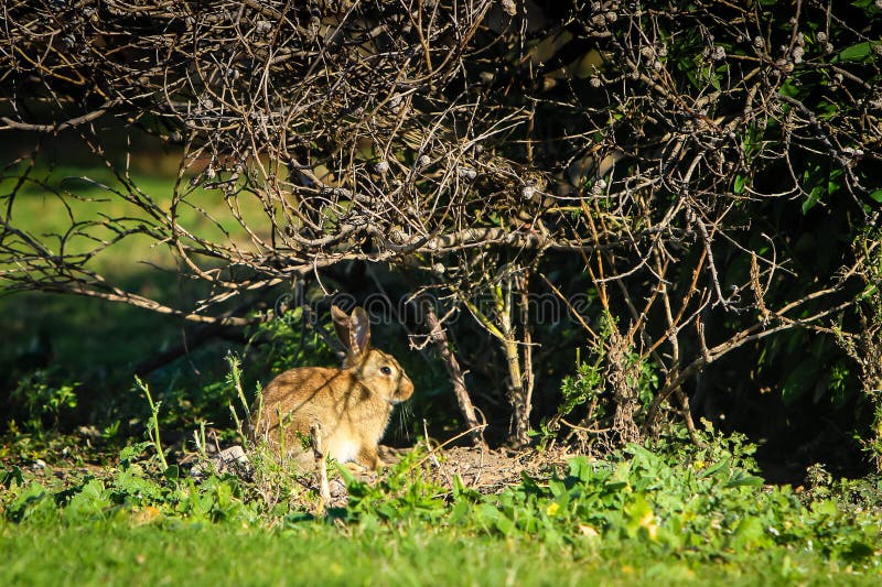Wild Rabbit Alert To Danger Stock Photo - Image of wary, cute: 7935526