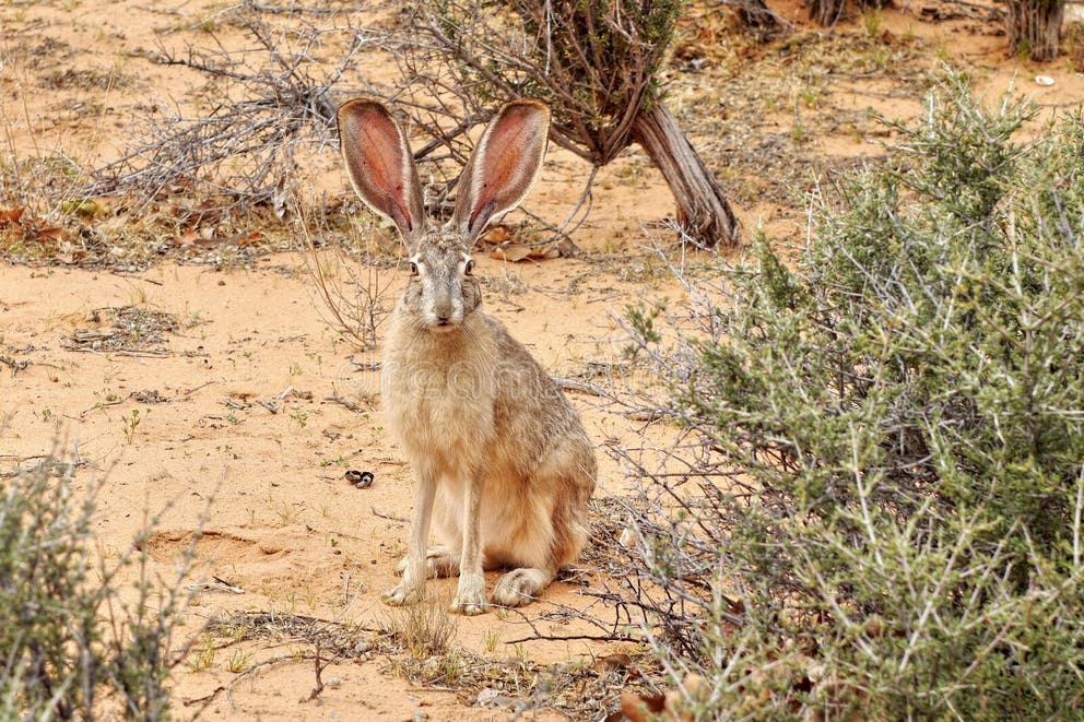 Wild rabbit stock image. Image of lepus, fauna, wild - 73306533