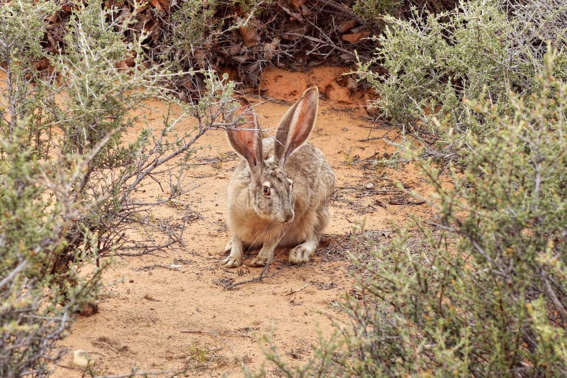 Wild rabbit stock photo. Image of ecology, fauna, wild - 73306688