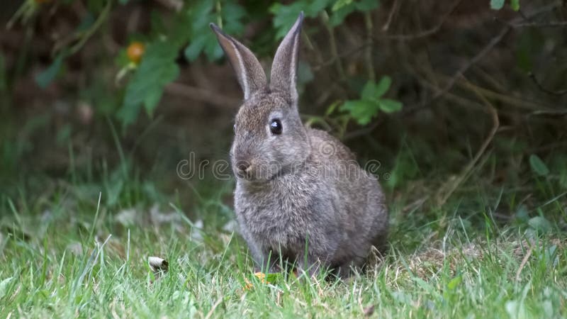 View of a Wild Rabbit on the Gras Stock Photo - Image of ears, mammal ...