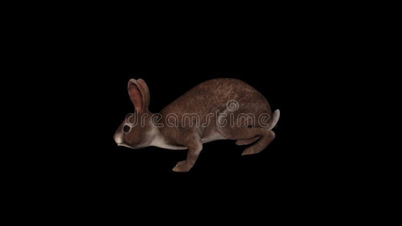 Wild Rabbit Walk 3D Video Animation Stock Video - Video of farm ...