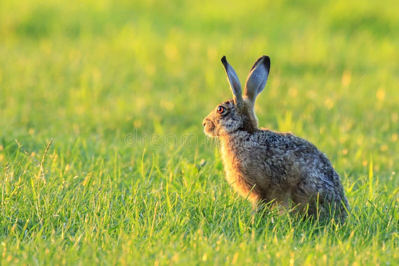 Wild Rabbit on grassland stock photo. Image of curiosity - 136988572