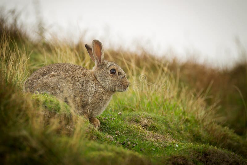 1,373 Rabbit Burrow Stock Photos - Free & Royalty-Free Stock Photos ...