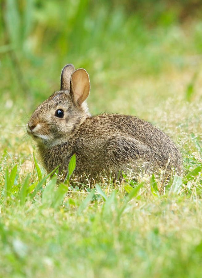 Wild Rabbit stock photo. Image of still, portrait, woodland - 9082888