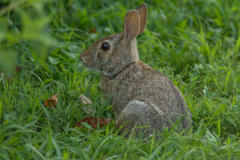 Wild Rabbit stock image. Image of young, bunny, nature - 58278417