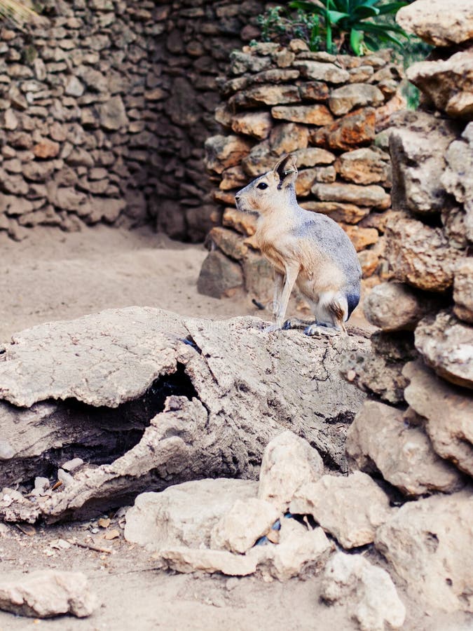 Wild rabbit at zoo stock image. Image of enclosure, dirt - 78108501