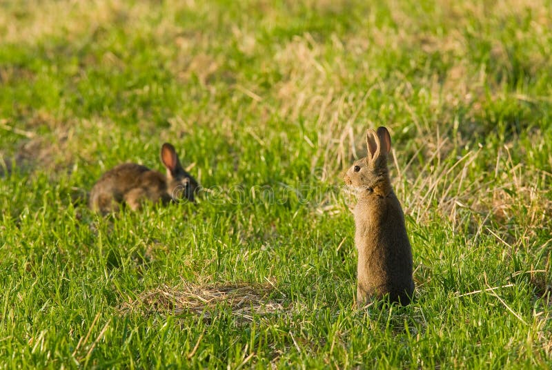 Wild Rabbits stock image. Image of wildlife, wild, rabbit - 7802571