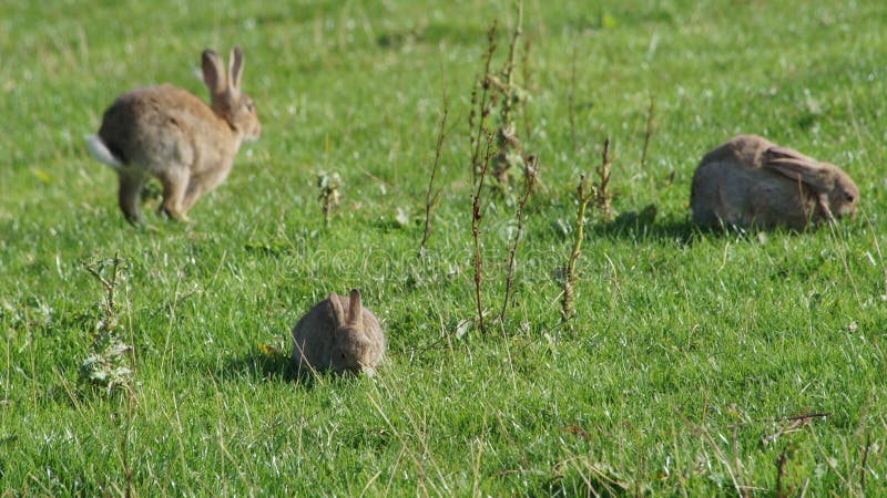 Wild Rabbits in a Grass Field Stock Photo - Image of running, burrowing ...