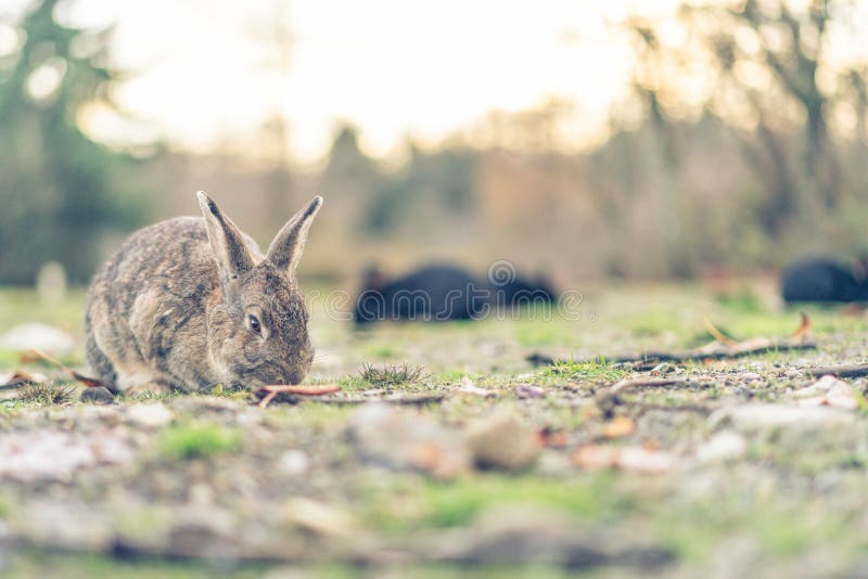 Wild Rabbits Grazing in a Field at Golden Hour Sunset Stock Image ...
