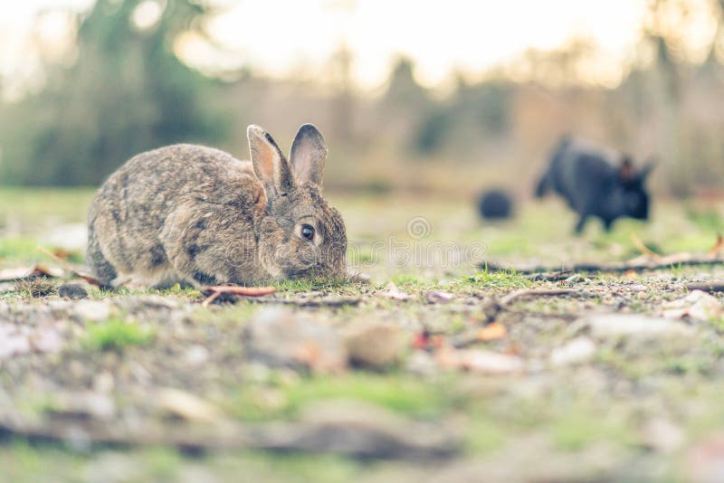 Wild Rabbits Grazing in a Field at Golden Hour Sunset Stock Photo ...