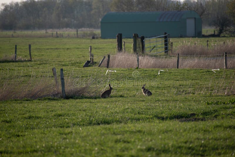 Wild Rabbits Grazing in a Pasture Stock Photo - Image of green, farm ...