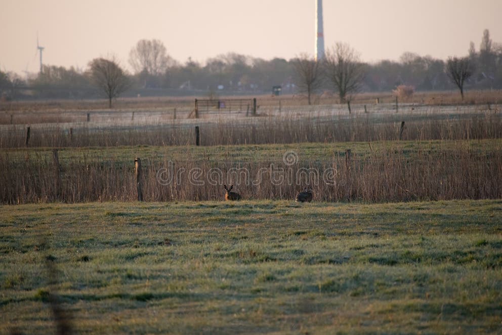Wild Rabbits Grazing in a Pasture Stock Image - Image of grazing, bunny ...