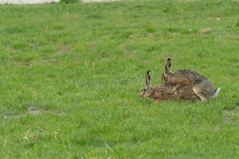 Wild Rabbits Mating in the Grass Stock Photo - Image of wild ...