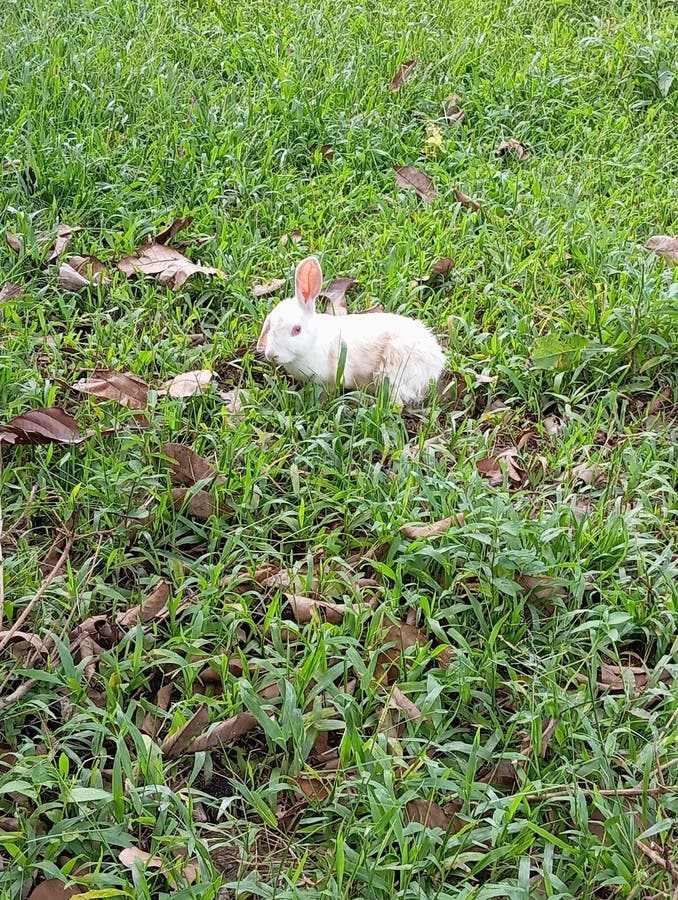 Wild Rabbits White Playing in the Grass Stock Image - Image of grass ...