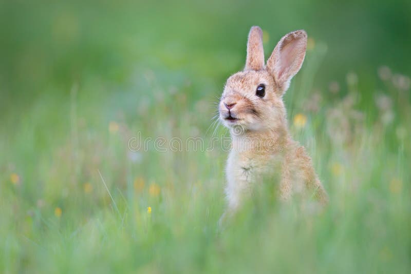 Wild rabit stock image. Image of animal, cute, wildlife - 49777061
