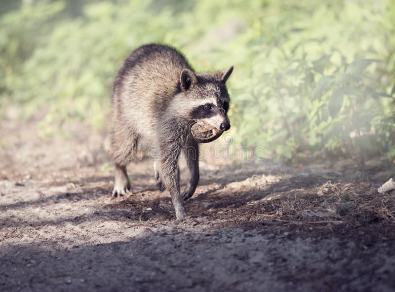 Raccoon Walking stock image. Image of wildlife, black - 52801499