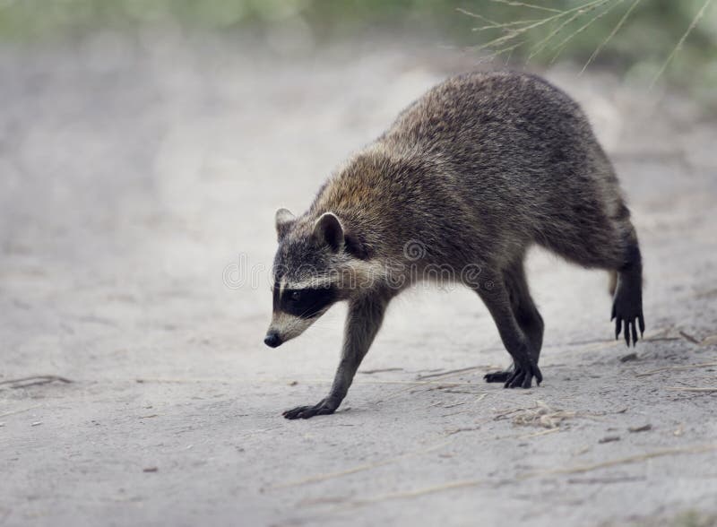 Wild Raccoon Walking stock photo. Image of animal, florida - 81028718