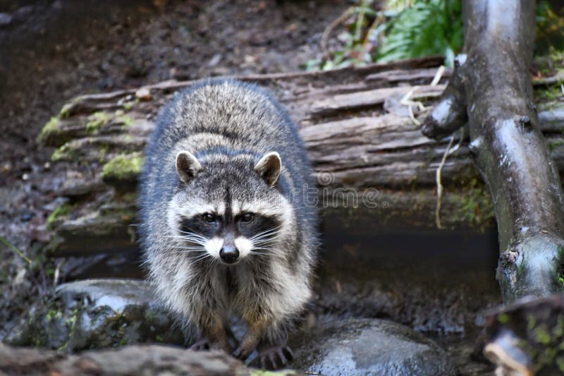 Wild Raccoon Walking in the Forest Stock Image - Image of summer ...