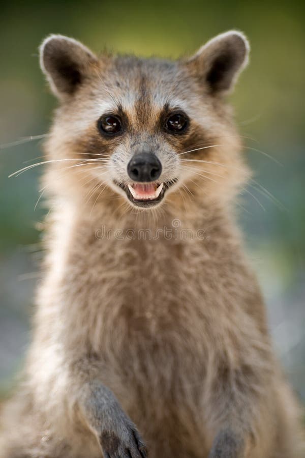 2+ Florida racoon Free Stock Photos - StockFreeImages