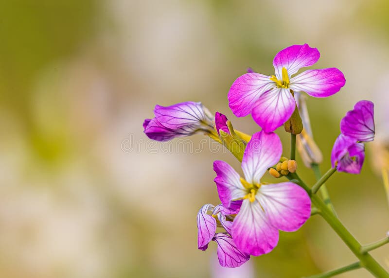 Wild Radish Flower in Bloom Stock Image - Image of blossom, wild: 238171483