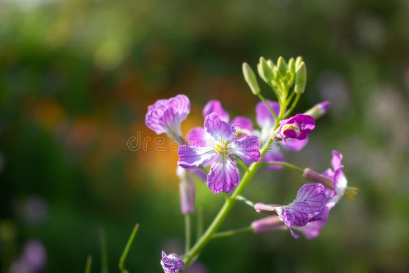 Wild radish flower stock image. Image of exotic, florist - 162443941