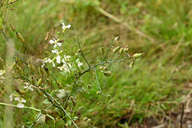 Wild Radish Raphanus Raphanistrum 1 Stock Image - Image of spreadnit ...