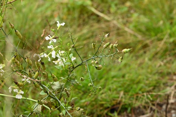 Wild Radish Raphanus Raphanistrum 1 Stock Image - Image of spreadnit ...