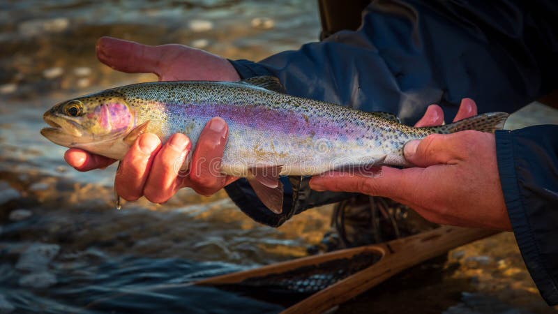 Wild Rainbow Trout Caught in the Boise River, Idaho Stock Image - Image ...