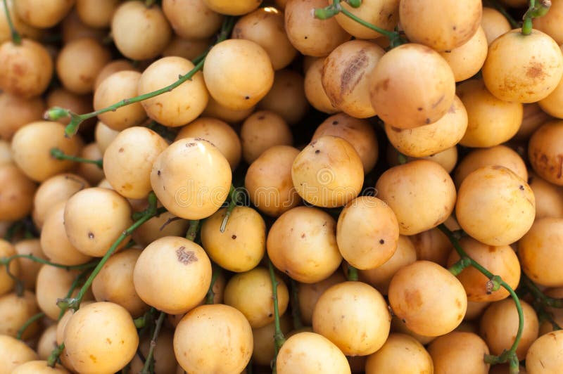 213 Rambai Stock Photos - Free & Royalty-Free Stock Photos from Dreamstime