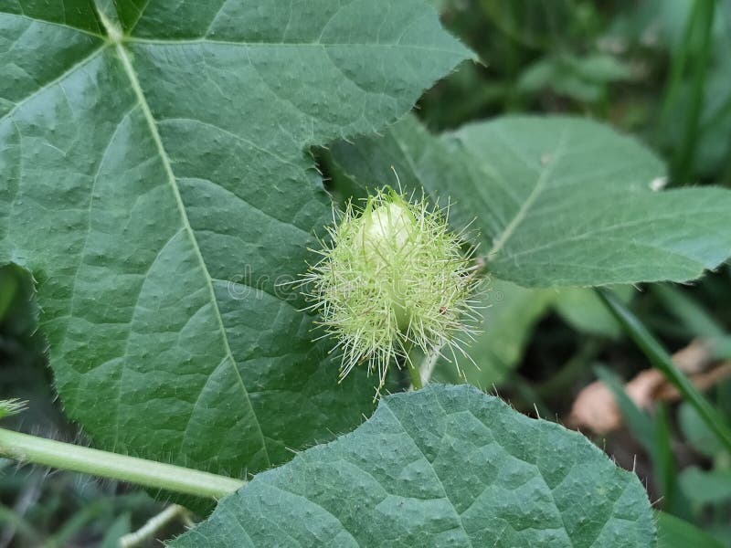 Wild Rambusa Passiflora Foetida Stock Photo - Image of wildlife, plants ...