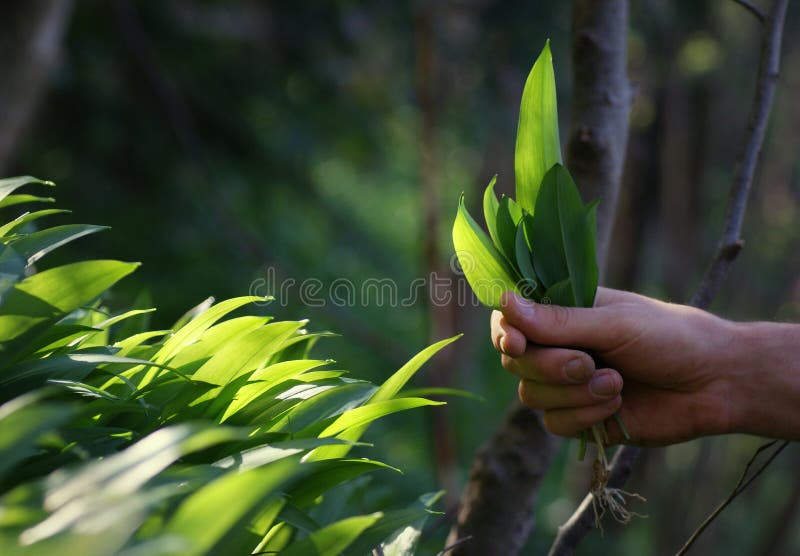 Picking Wild Garlic Ramson during Springtime Stock Image - Image of ...