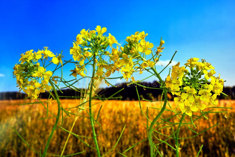 Wild Rapeseed Flower Also Known As or Oilseed Stock Image - Image of ...