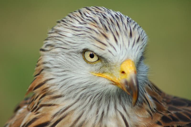 Wild raptor stock photo. Image of piercing, earl, eyes - 1336380