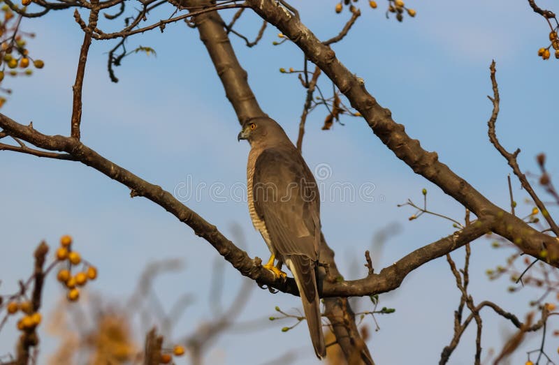 A Wild Raptor Bird Sitting on a Branch Stock Image - Image of macro ...
