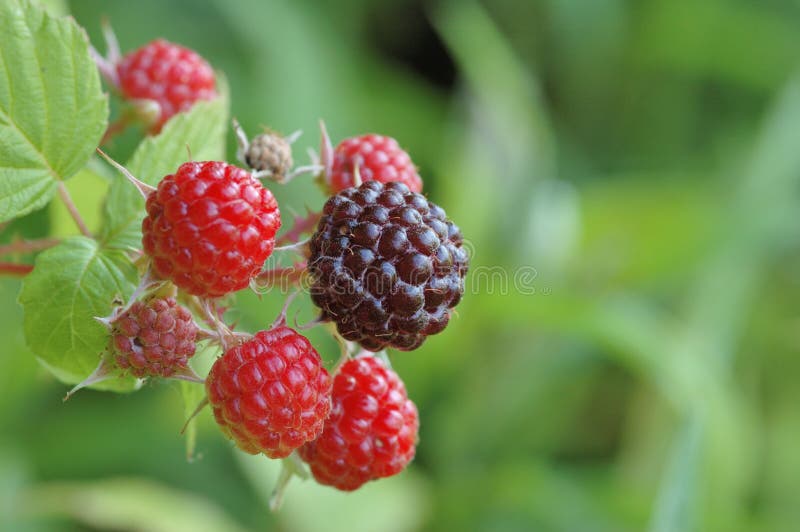 Wild Raspberries stock photo. Image of healthy, lifestyle - 20168616