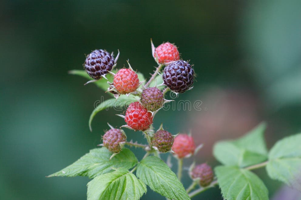 Wild Raspberries stock photo. Image of leaves, berrie - 2734036