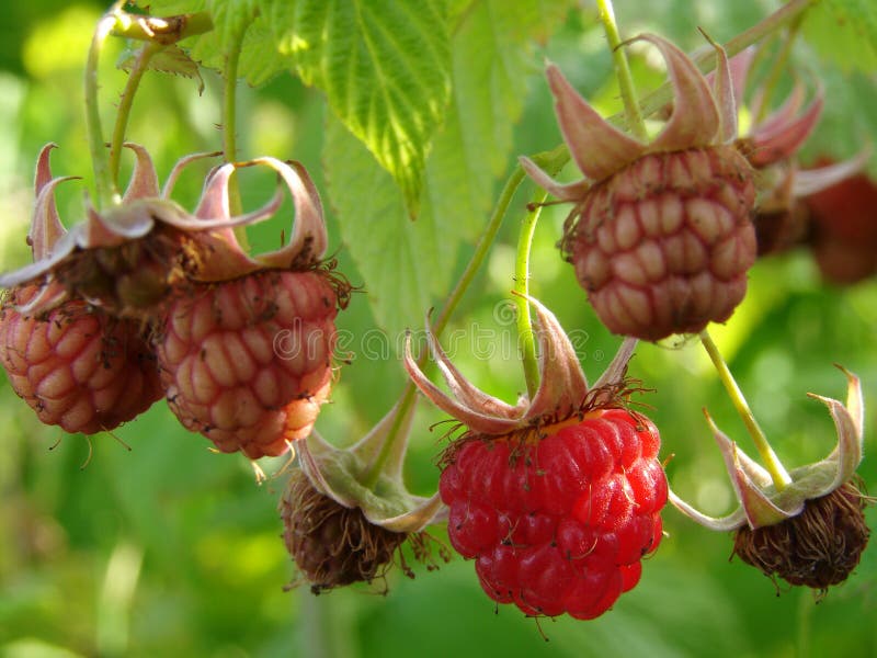 Ripe raspberries stock image. Image of summertime, summer - 79637141