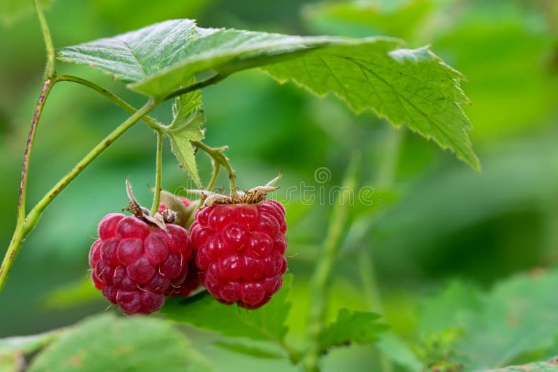 Wild Raspberries in the Forest Stock Image - Image of berries, sweet ...