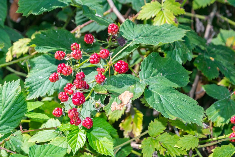 Wild Raspberries in Forest. Wild Raspberry Bushes Growing in the Forest ...